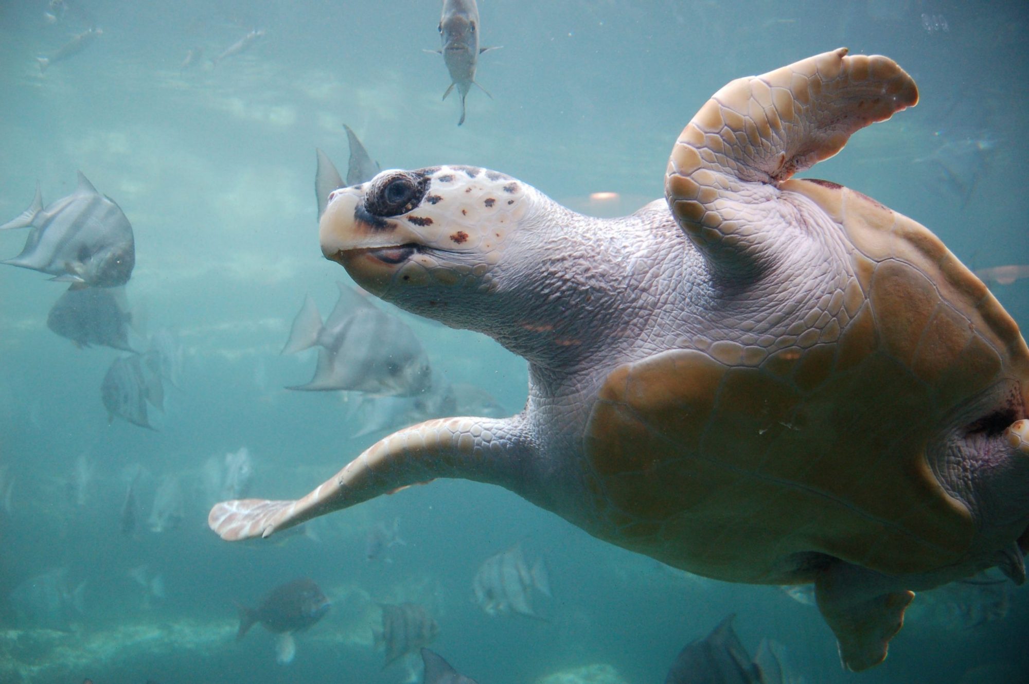 New Paper: Identification of loggerhead male producing beaches in the ...