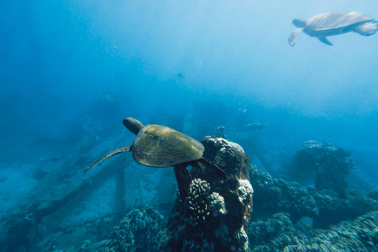 Postdoctoral position in marine spatial ecology — Marine Turtle ...