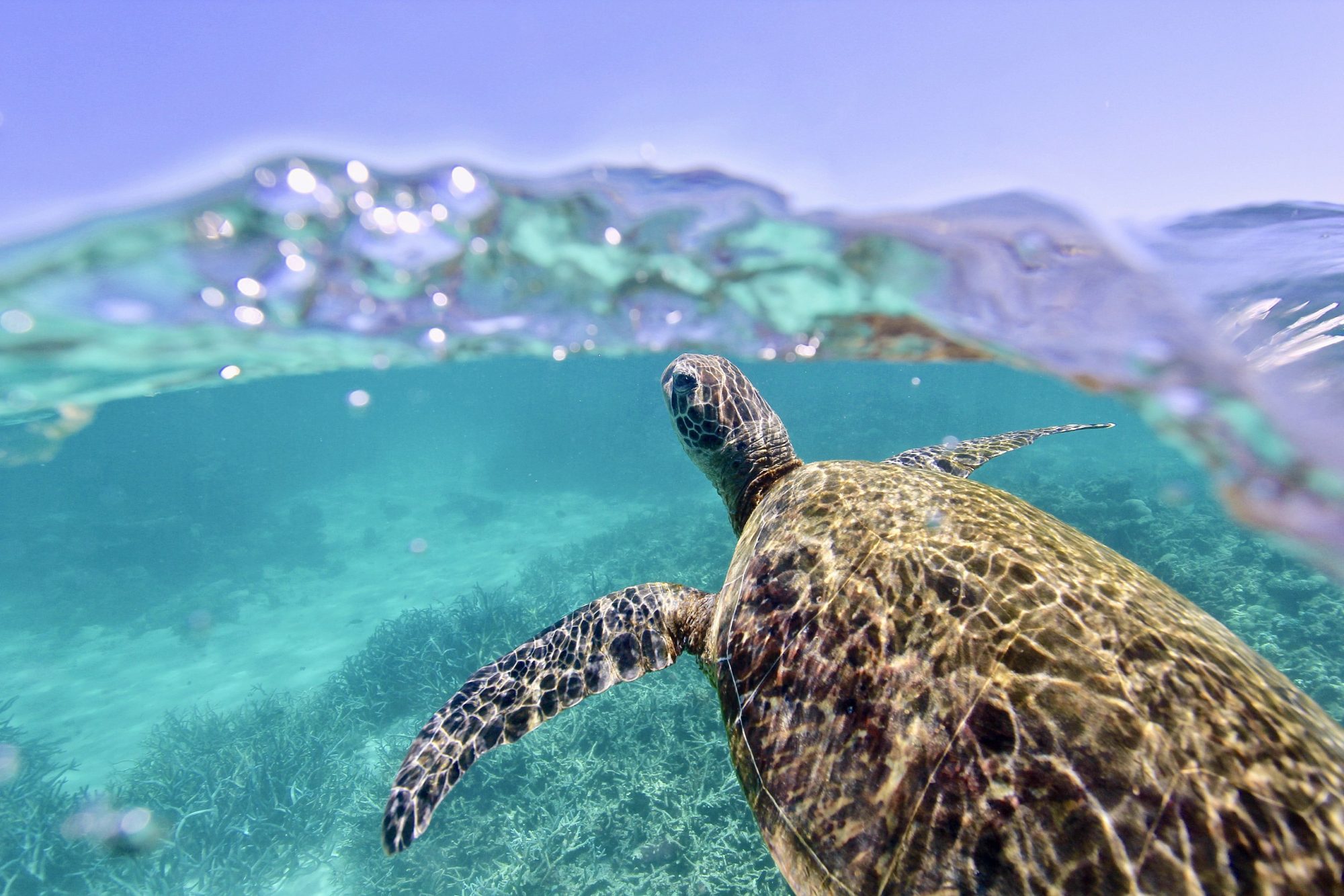 International Sea Turtle Society — Marine Turtle Research, Ecology, and ...