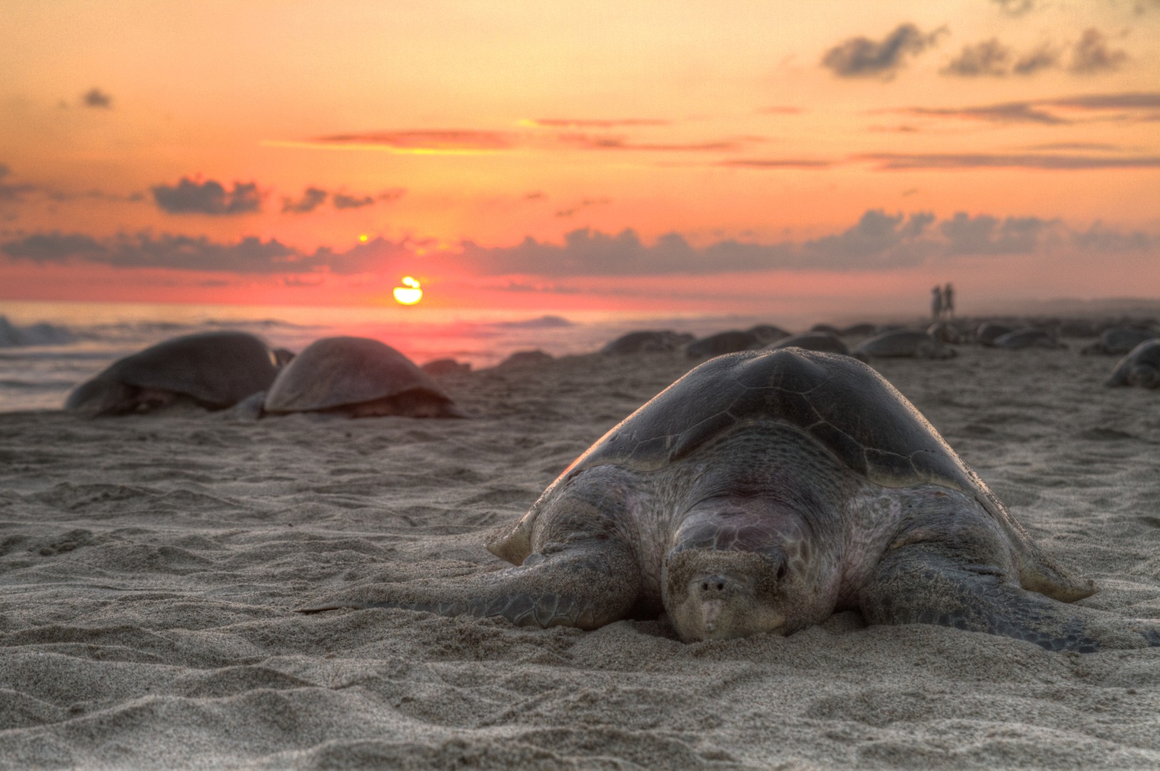 Second Australian Marine turtle symposium — Marine Turtle Research ...