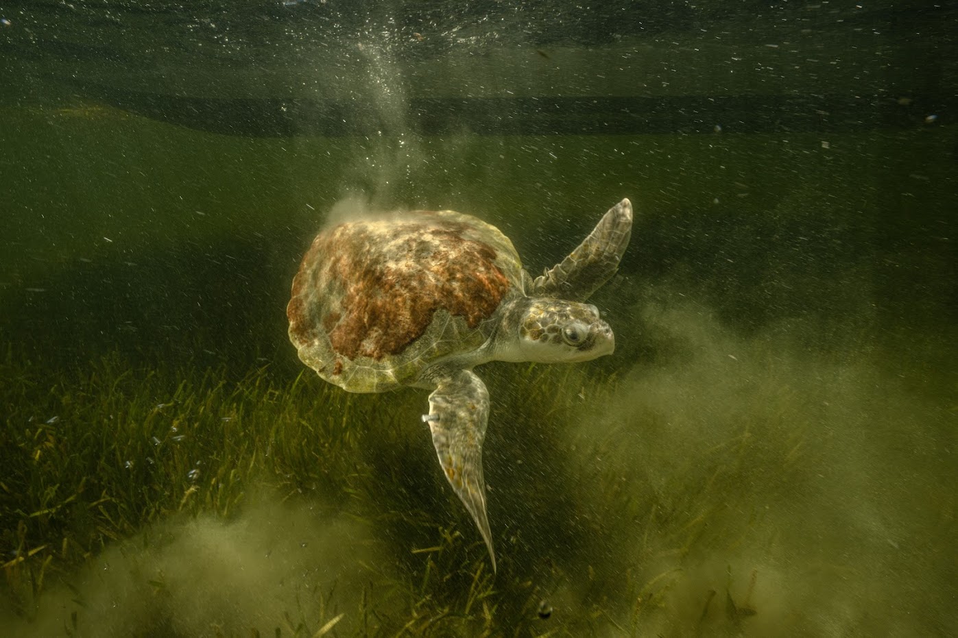 News — Marine Turtle Research, Ecology, and Conservation Group